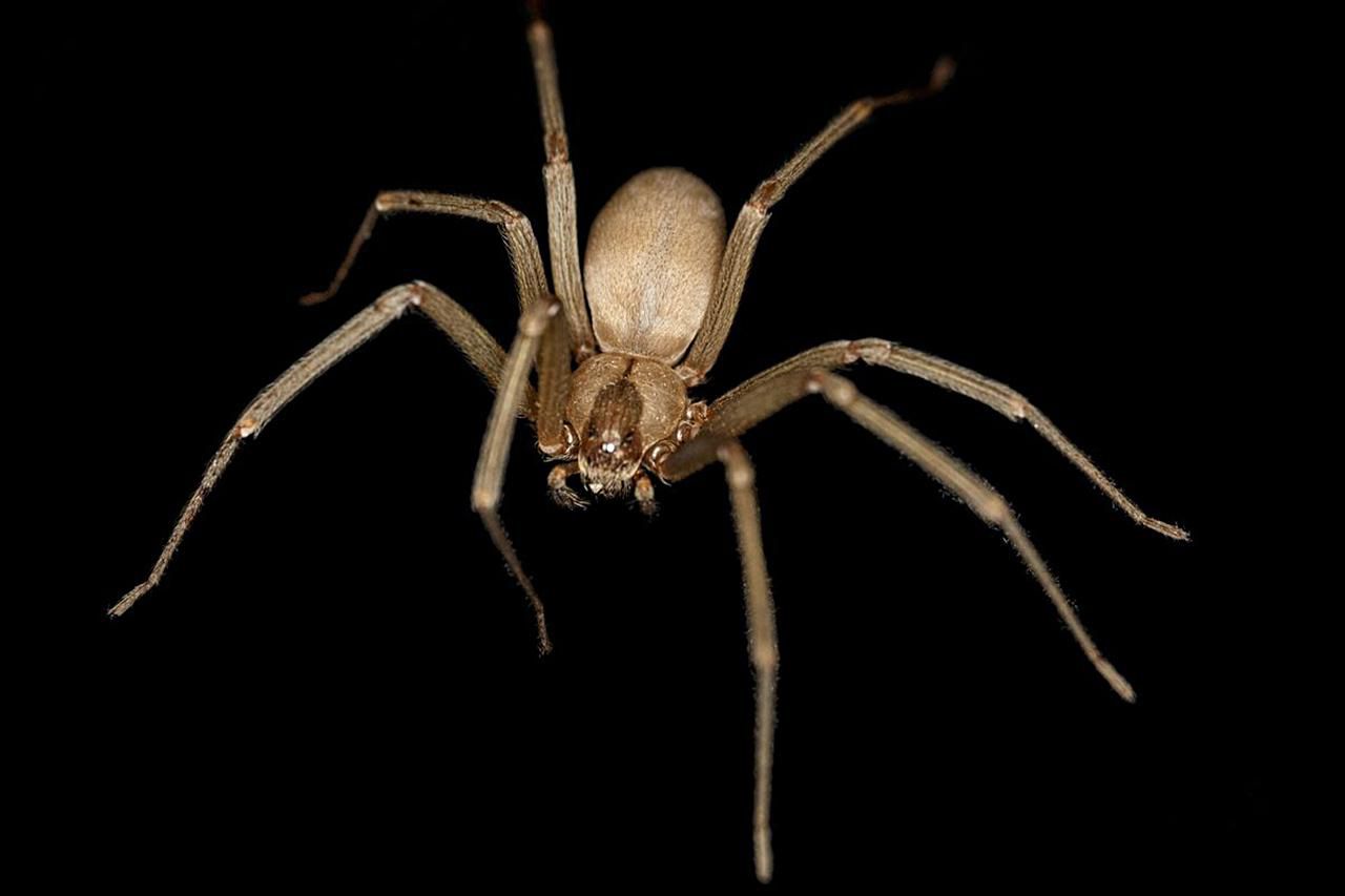 Identify Brown Recluse Spiders With Pictures