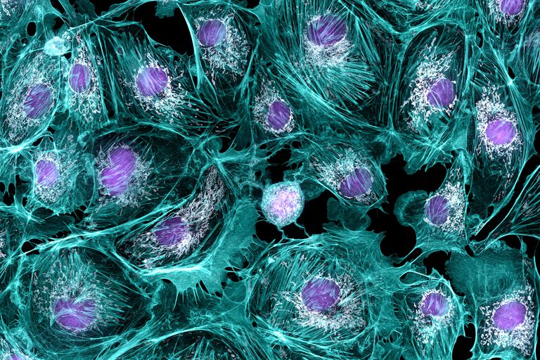 Different Cell Types In The Body