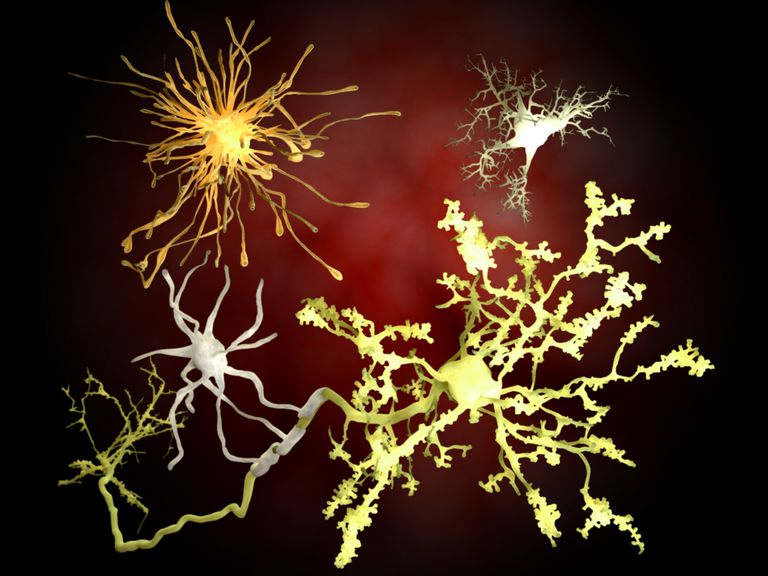 Nervous Tissue Glial Cells Structure And Function