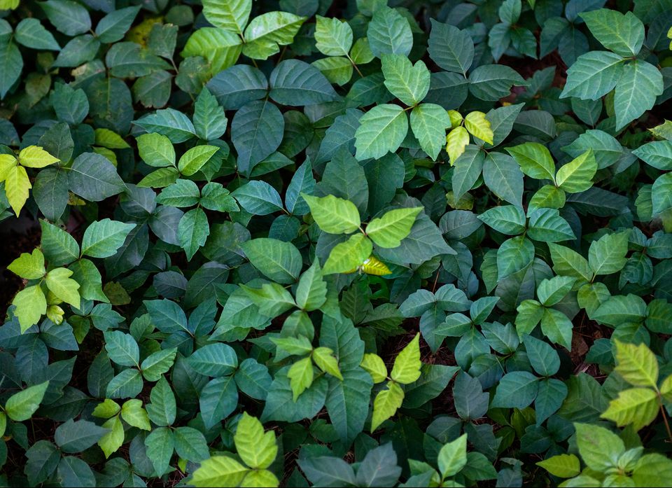 Itchy Rash Plants Identify These Weeds To Avoid Them
