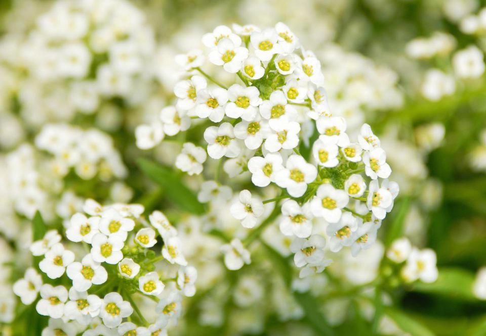 Growing and Caring for Sweet Alyssum Plants