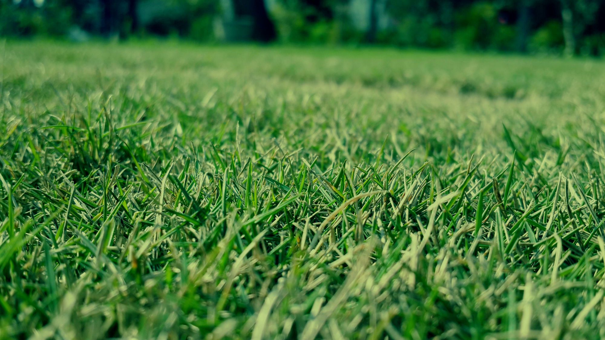 A Closer Look At Potassium For Grass